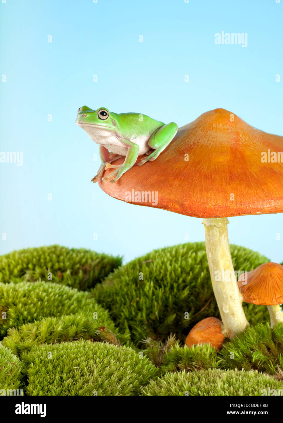Toadstool frog hi-res stock photography and images - Alamy