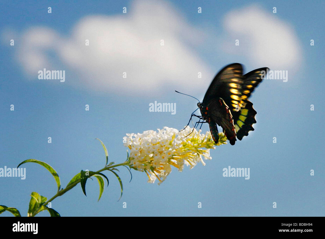 Butterfly on edge of flower on branch with blue sky and puffy white ...