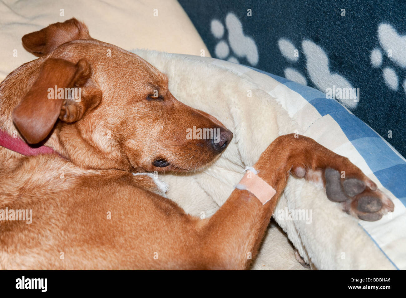 very sick dog Stock Photo - Alamy