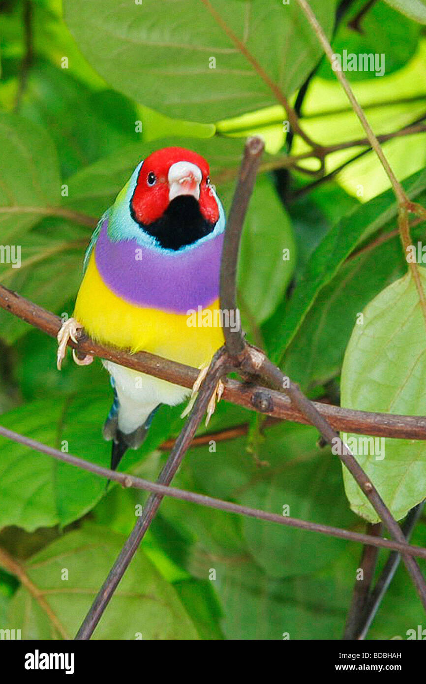 Small Colorful Birds