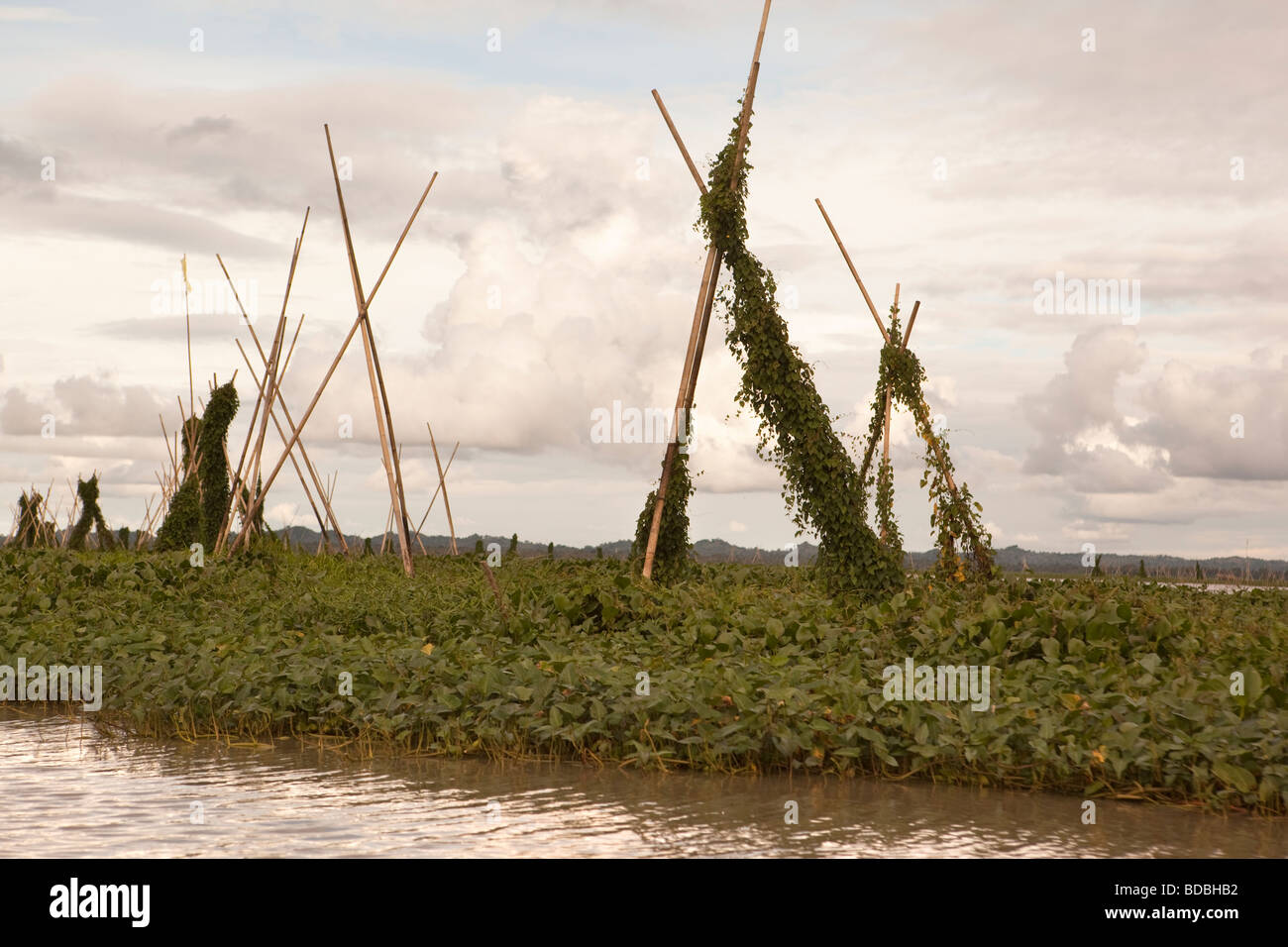 Indonesia Sulawesi Sengkang Danaue Tempe Lake fishing industry mats of ...