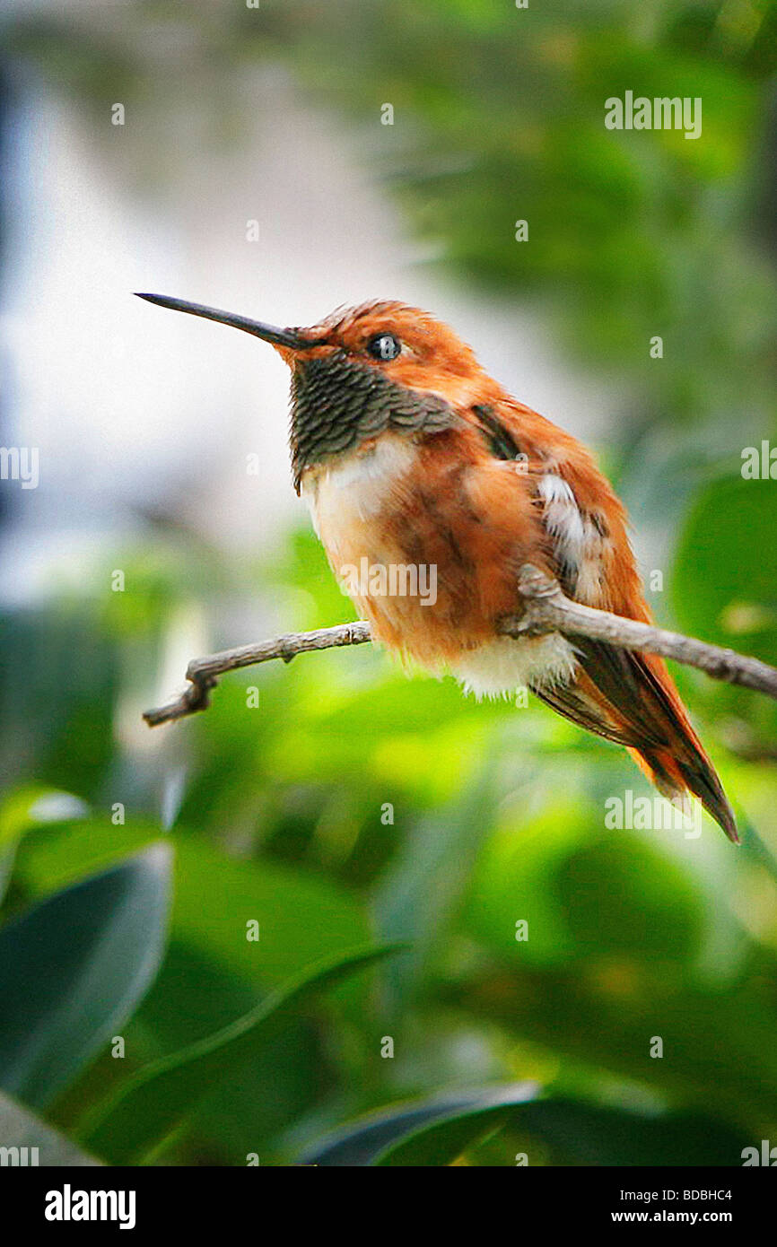 closeup of small bird with long beak perched on branch and out of focus ...