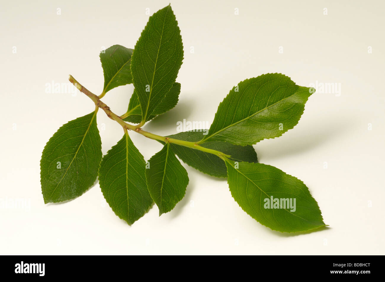 Catha edulis hi-res stock photography and images - Alamy