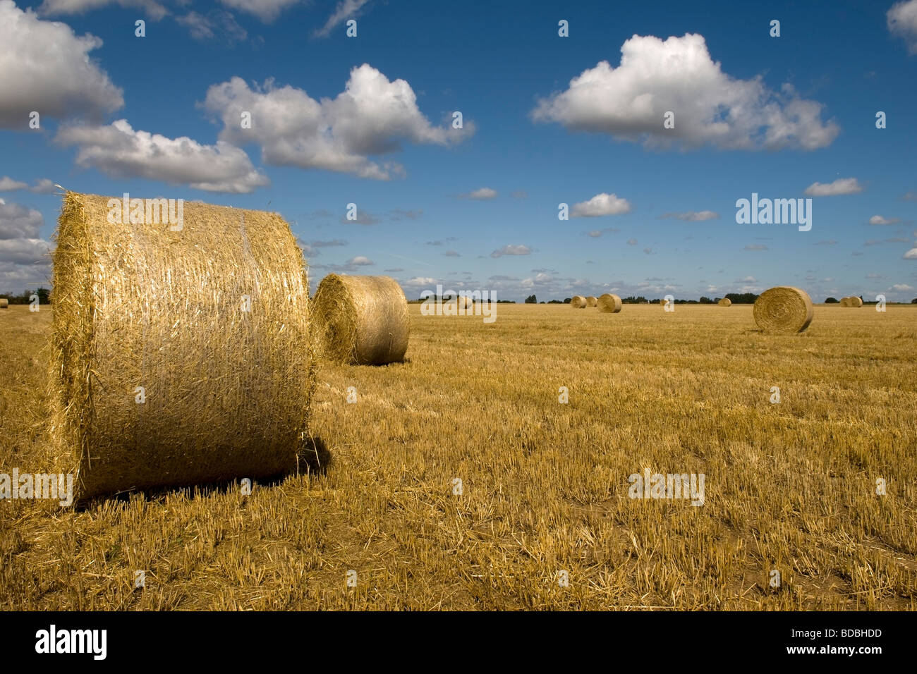 Perspective within an expansive field of stubble Stock Photo - Alamy