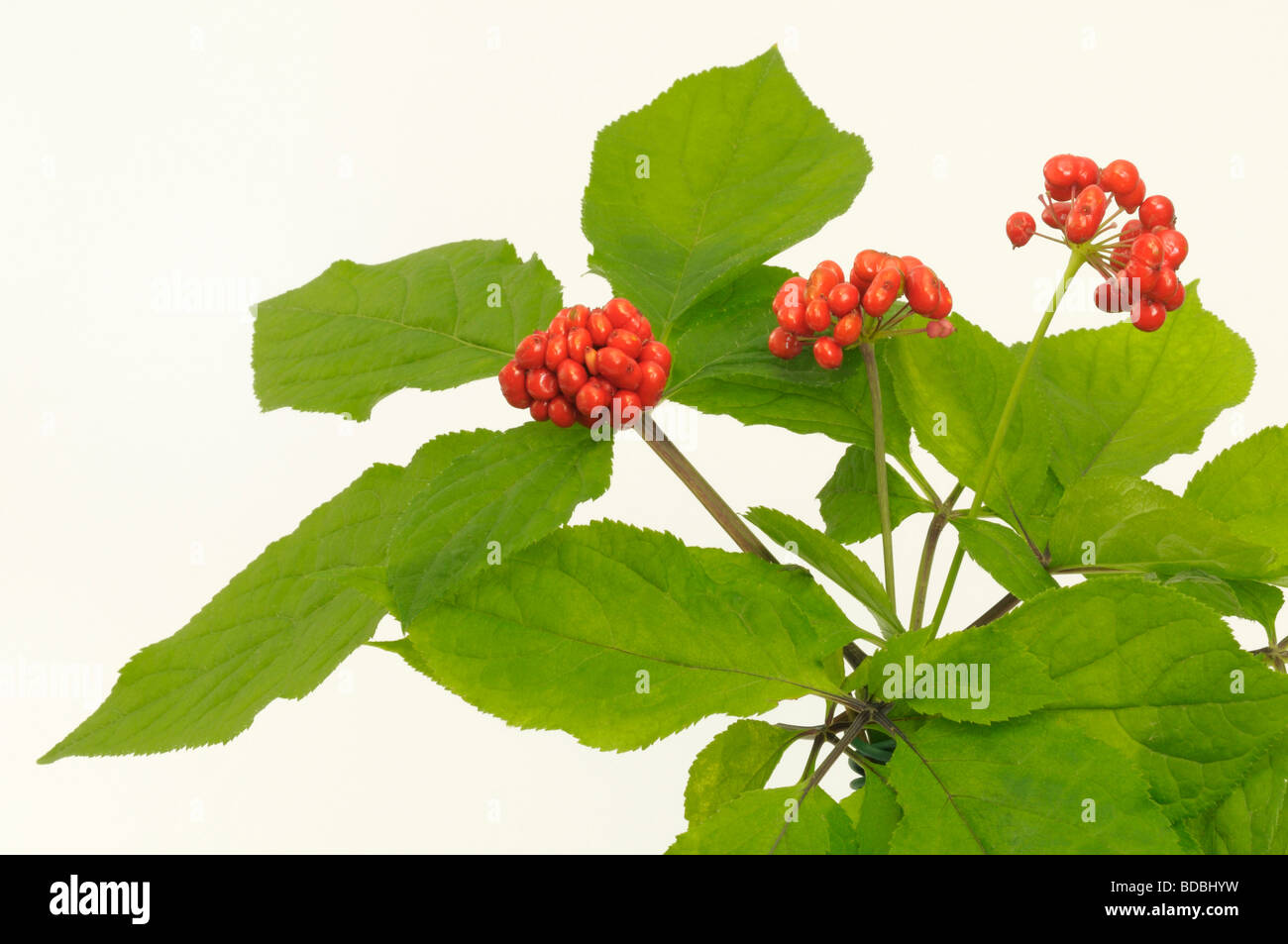 Ginseng (Panax ginseng). Arrangement of berries and leaves, studio ...