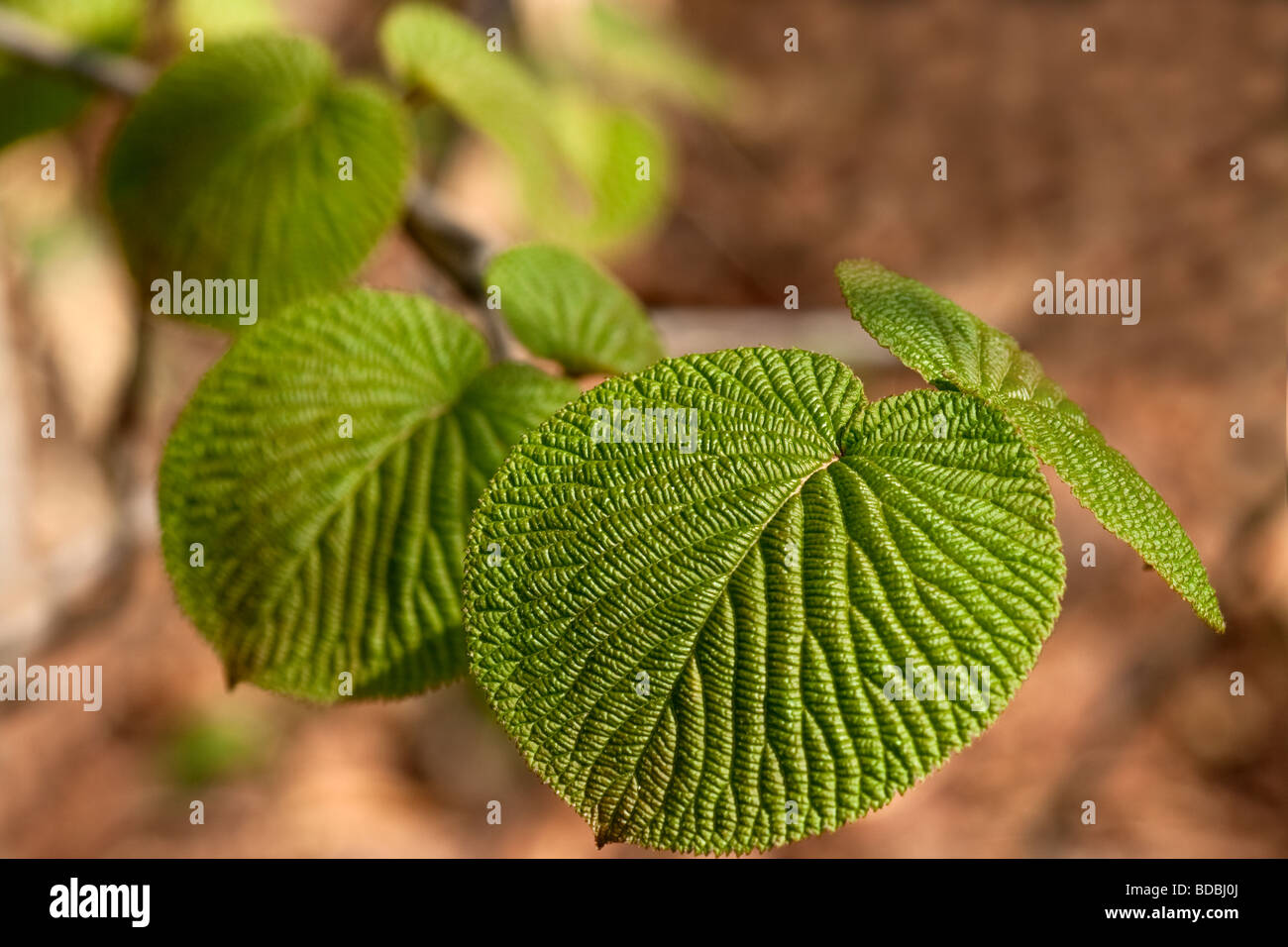 Oval Shaped Leaves High Resolution Stock Photography and Images - Alamy