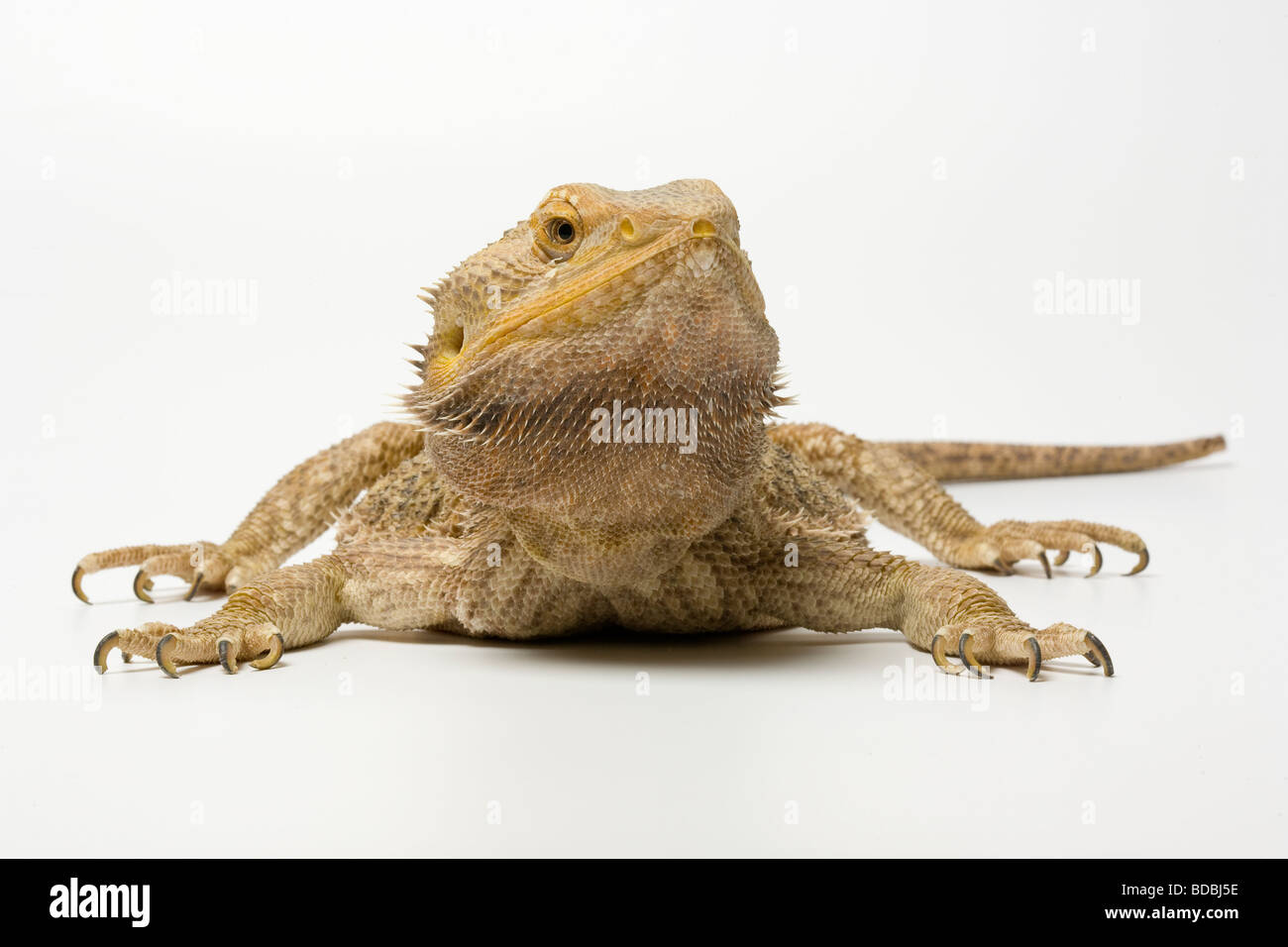 Captive bearded dragon hi-res stock photography and images - Alamy