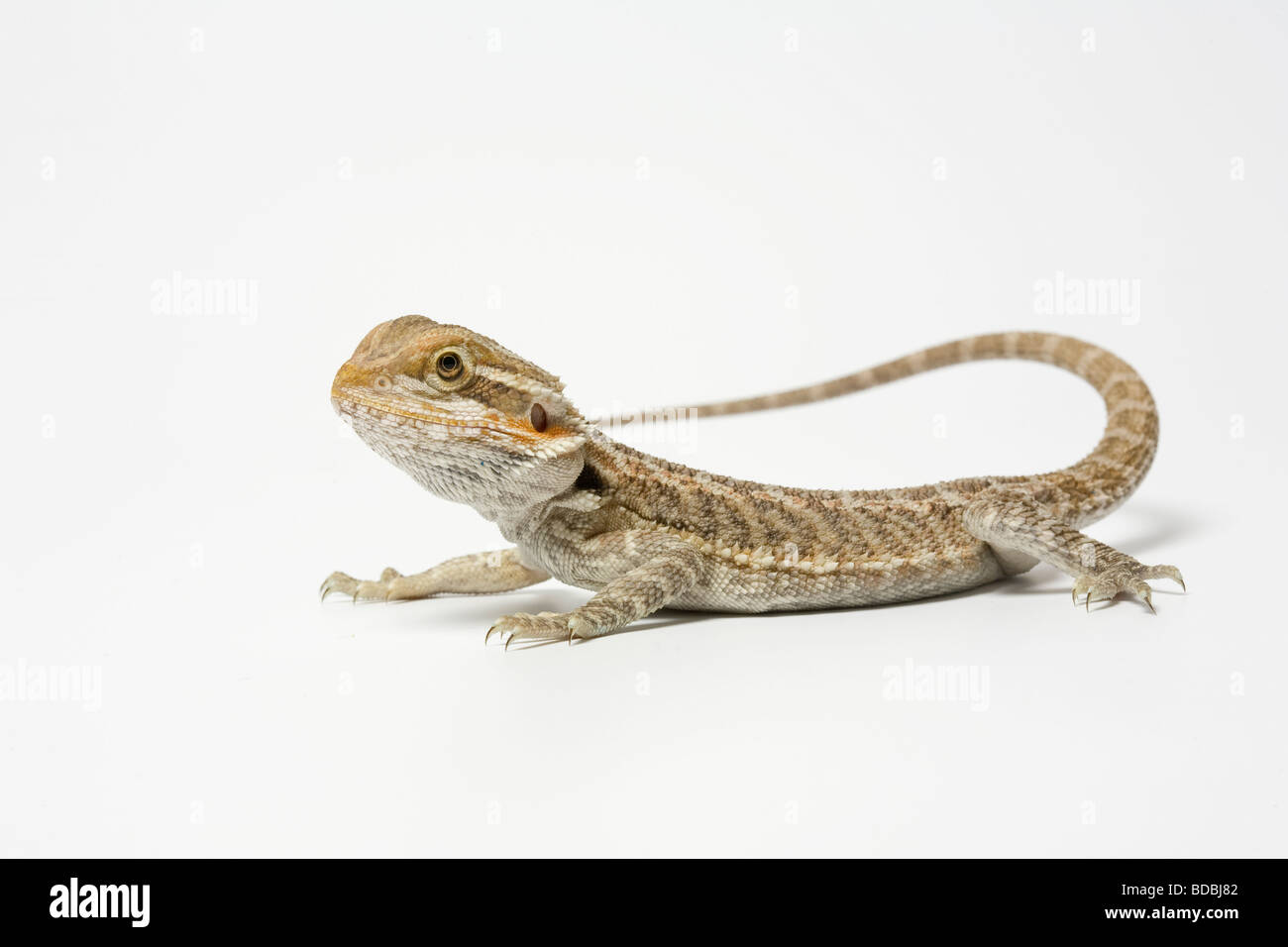 Juvenile Pogona Microlepidota