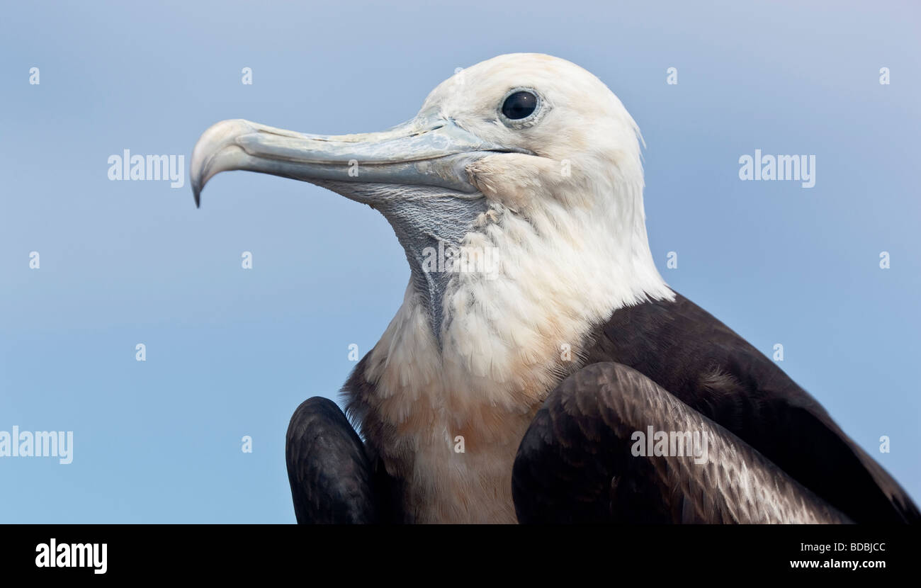 Frigate birds hi-res stock photography and images - Alamy