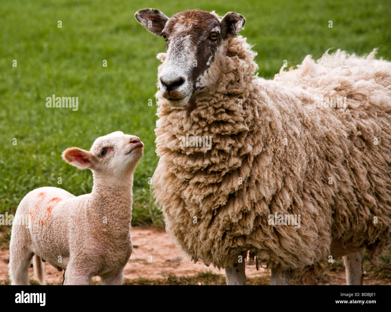 Mother Sheep and Lamb Stock Photo - Alamy