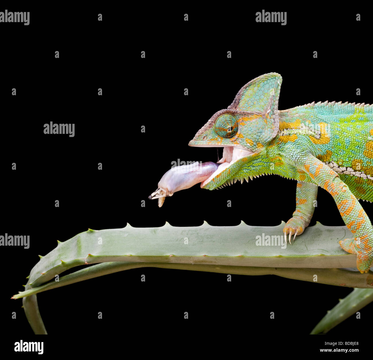 Chameleon catching prey hi-res stock photography and images - Alamy