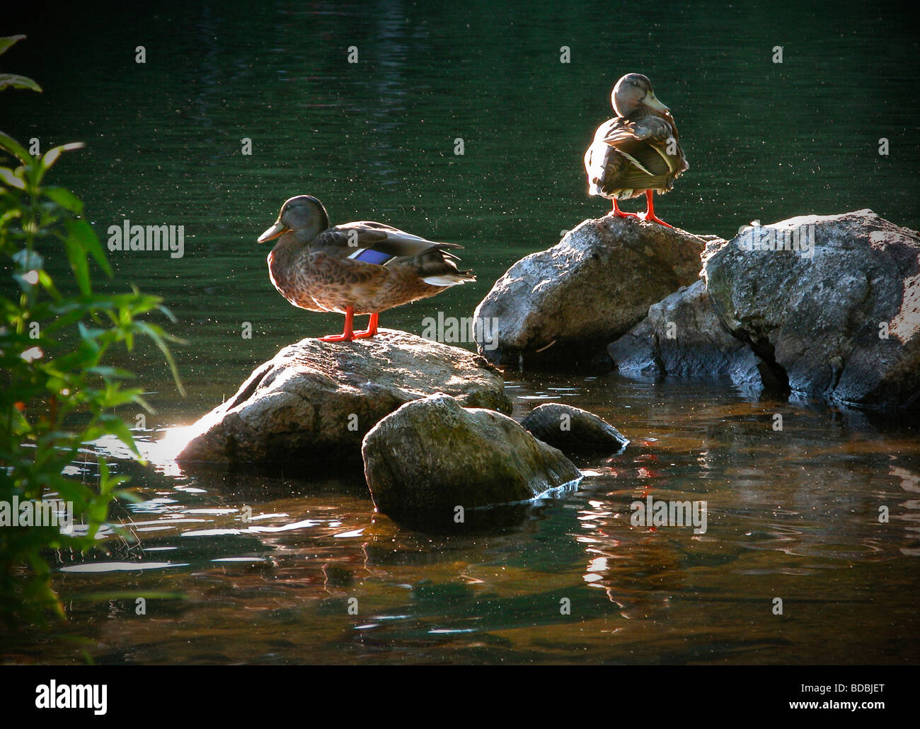 Dramatic ducks hi-res stock photography and images - Alamy