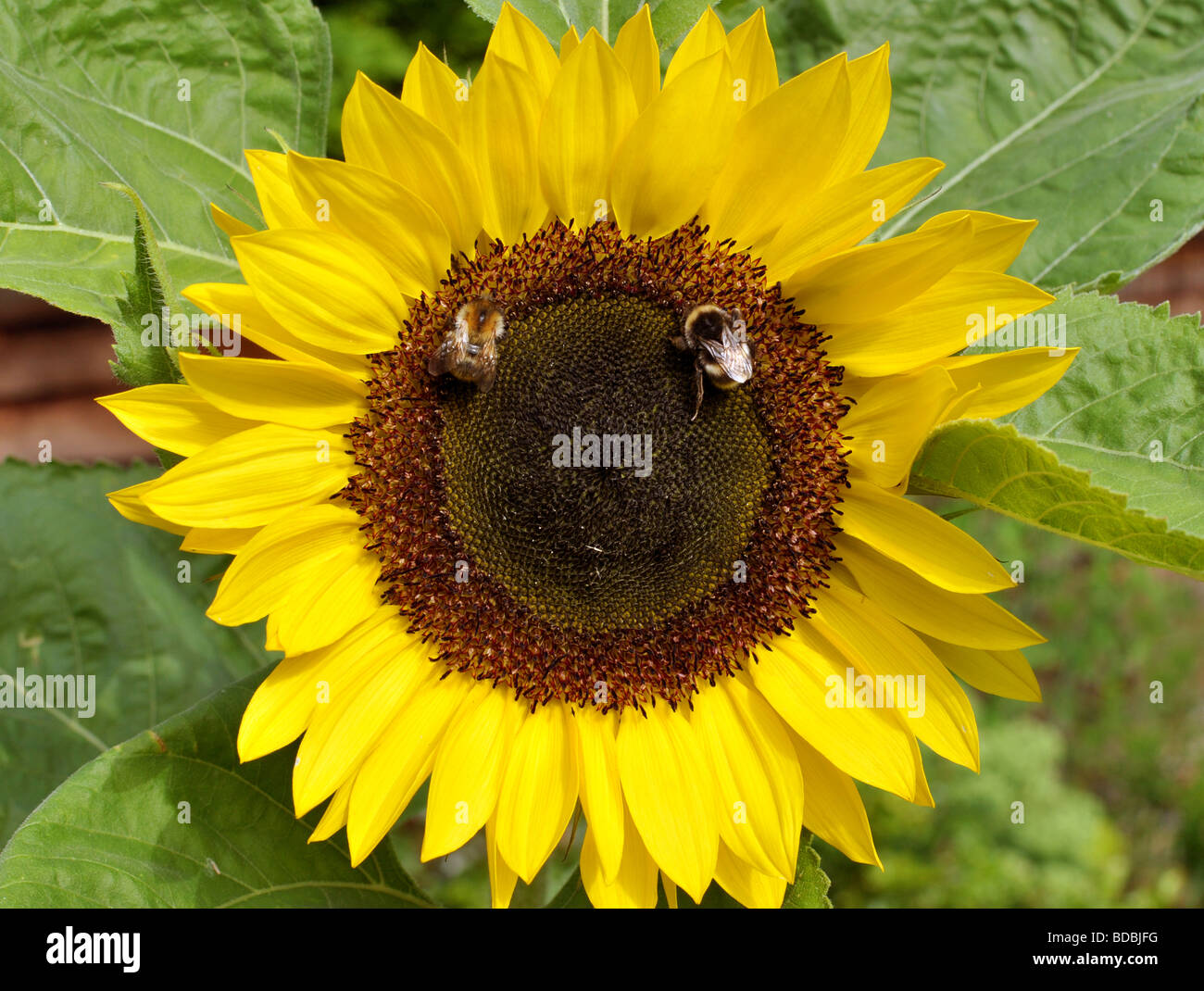 Smiley Face Sunflower High Resolution Stock Photography and Images - Alamy