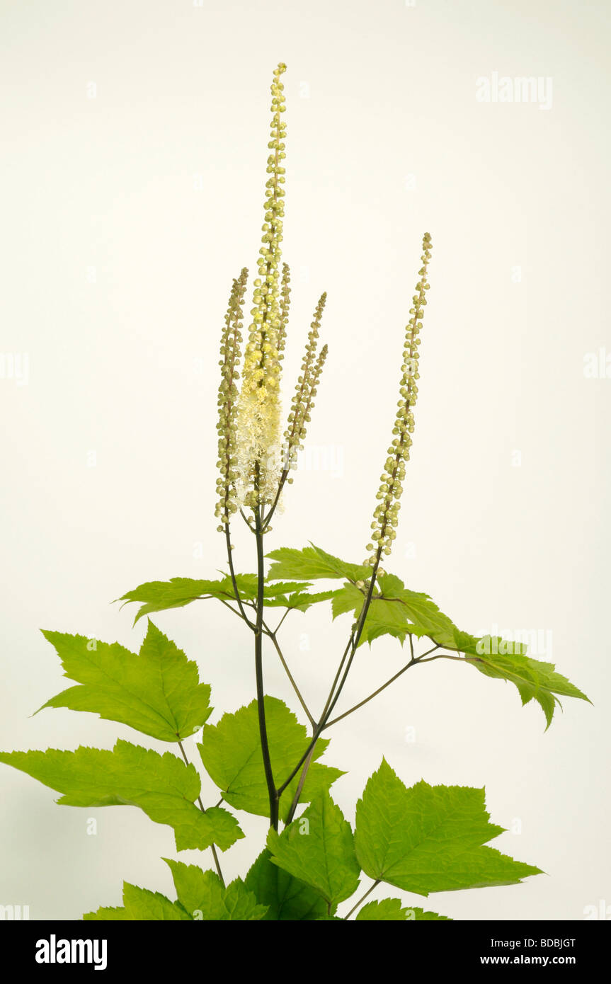 Black Cohosh, Squaw Root, Black Snakeroot (Cimifuga racemosa ...