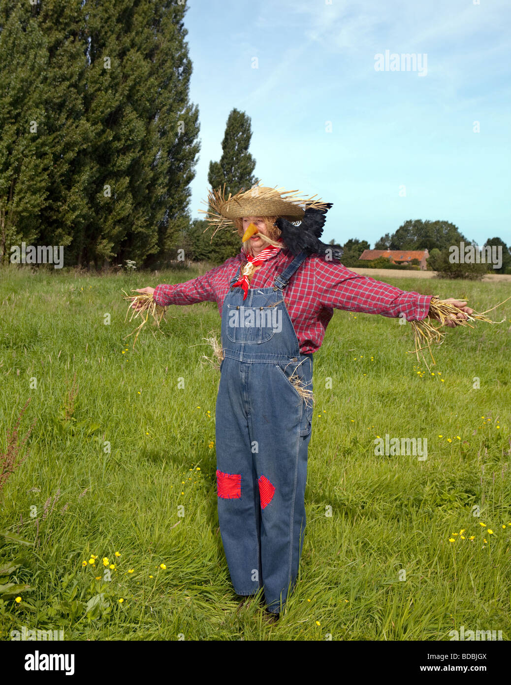 Farmer acting as a living scarecrow with a black crow on his shoulder ...
