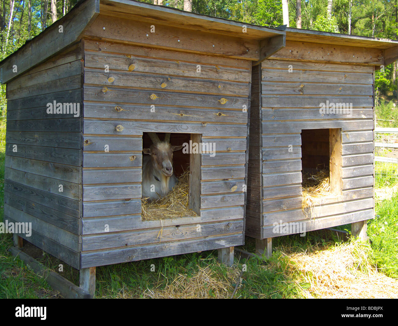 Goat house hi-res stock photography and images - Alamy