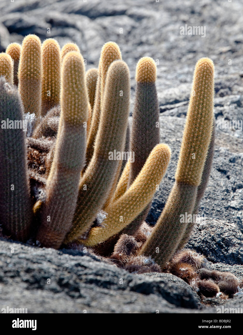 Lava galapagos plant plants hi-res stock photography and images - Alamy
