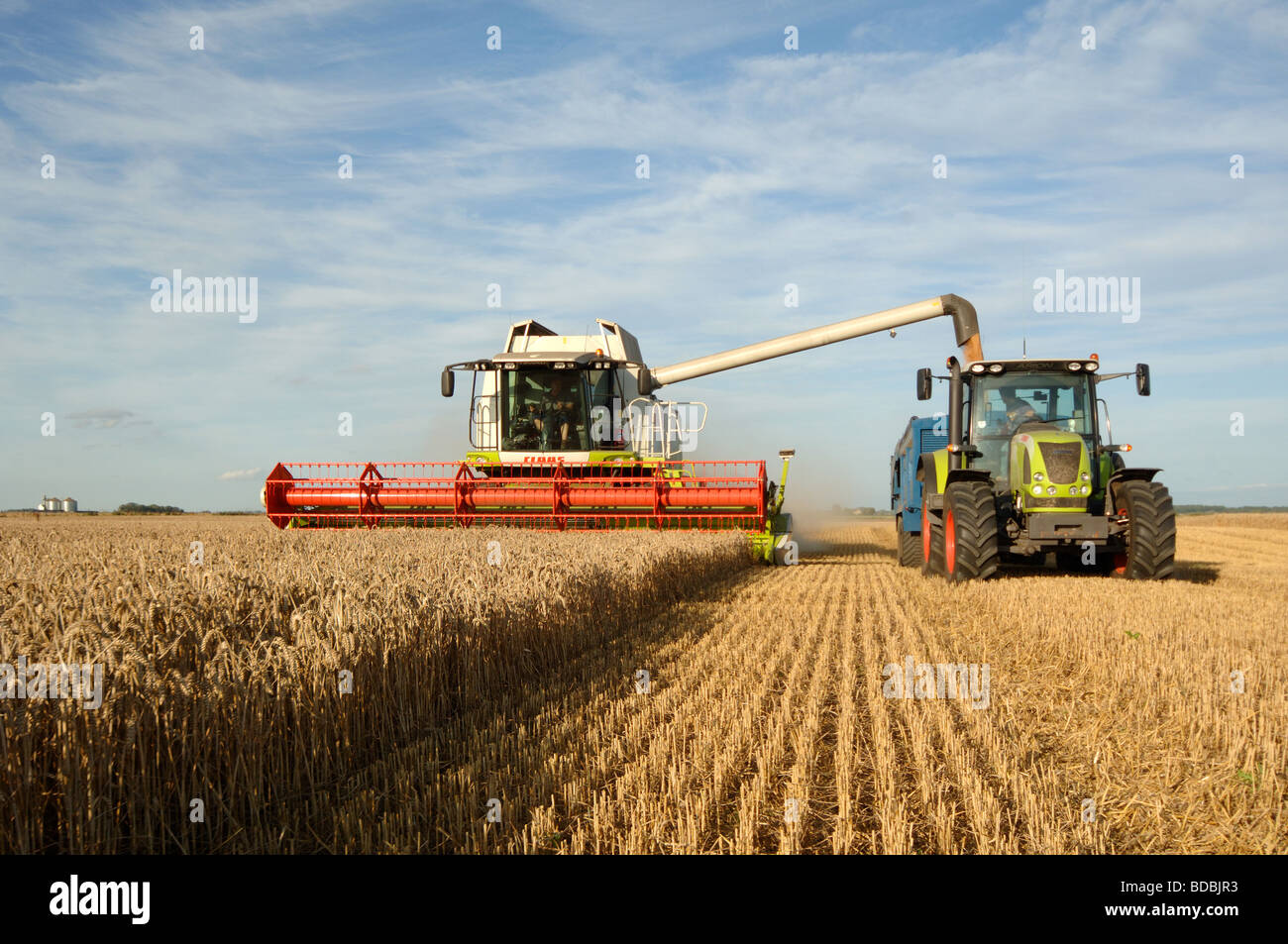 Claas combine harvesting wheat in West Norfolk Fens Stock Photo - Alamy