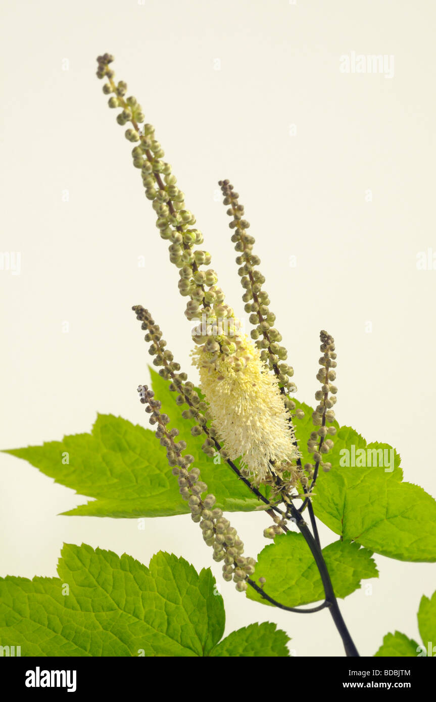 Black Cohosh, Squaw Root, Black Snakeroot (Cimifuga racemosa ...