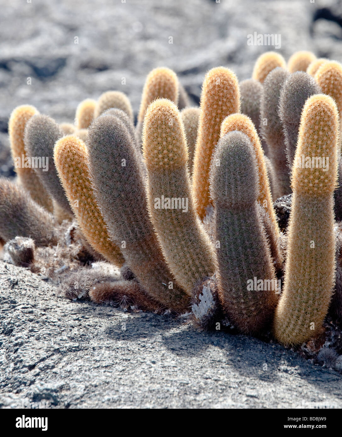 Lava galapagos plant plants hi-res stock photography and images - Alamy