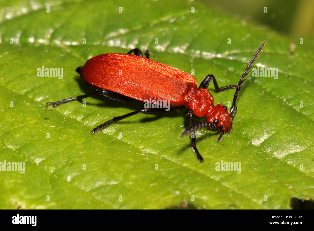 Bright coloured beetle hi-res stock photography and images - Alamy