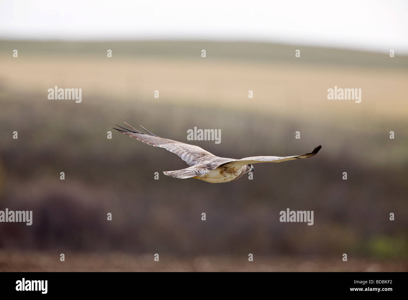 Swainson s hawk in Flight Stock Photo - Alamy