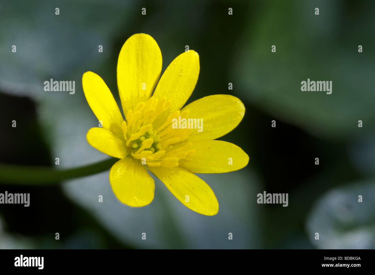Lesser Celandine Ranunculus ficaria Stock Photo - Alamy