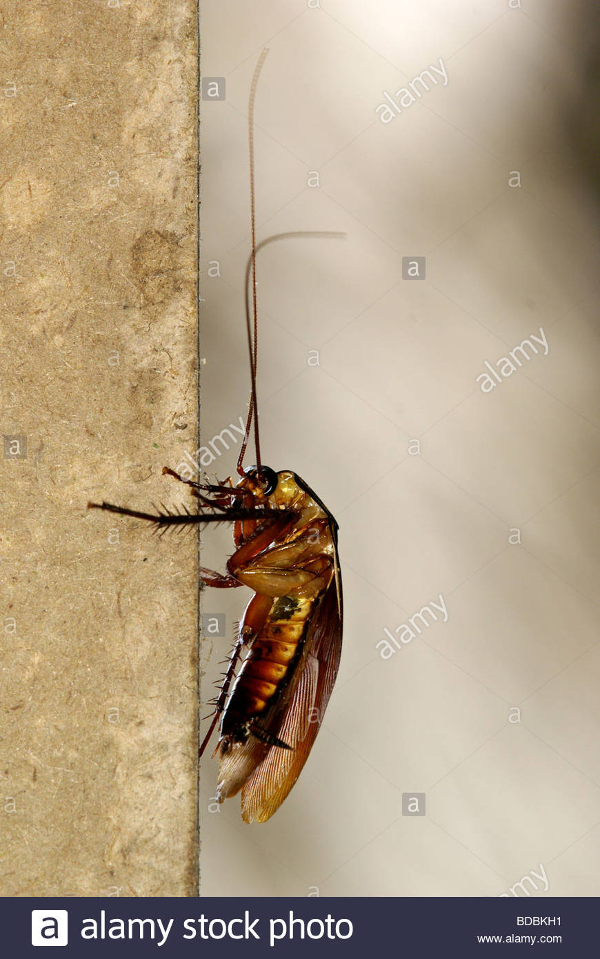 Periplaneta Stock Photos & Periplaneta Stock Images - Alamy