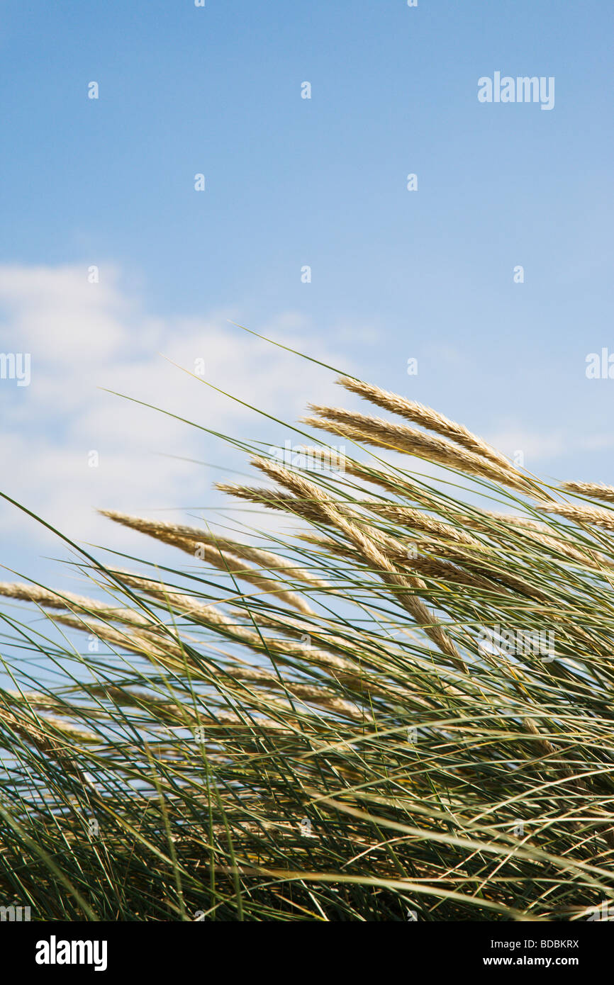 Marram grass hi-res stock photography and images - Alamy