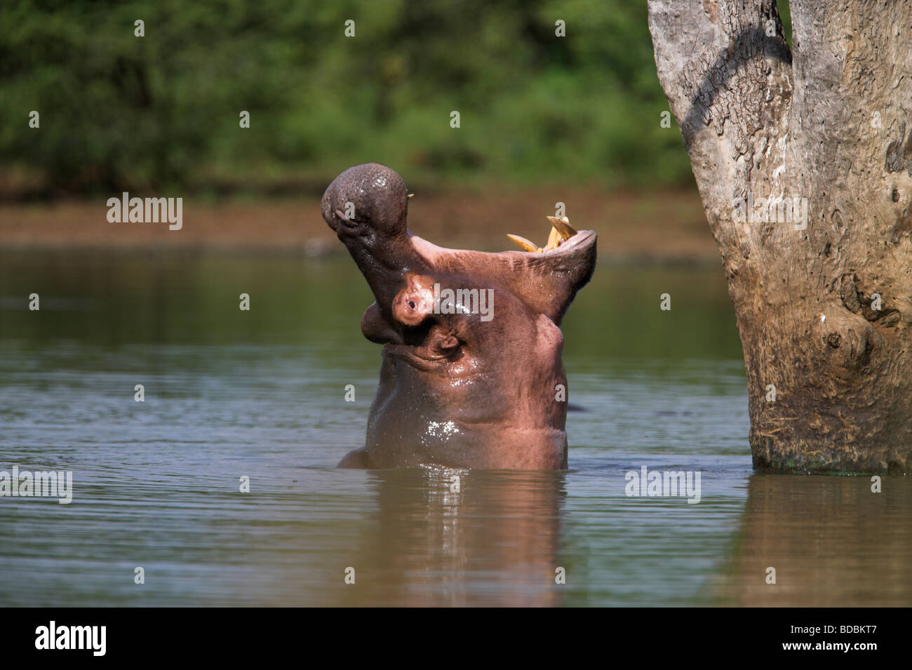 Young hippo Hippopotamus amphibius yawning Kruger National park ...
