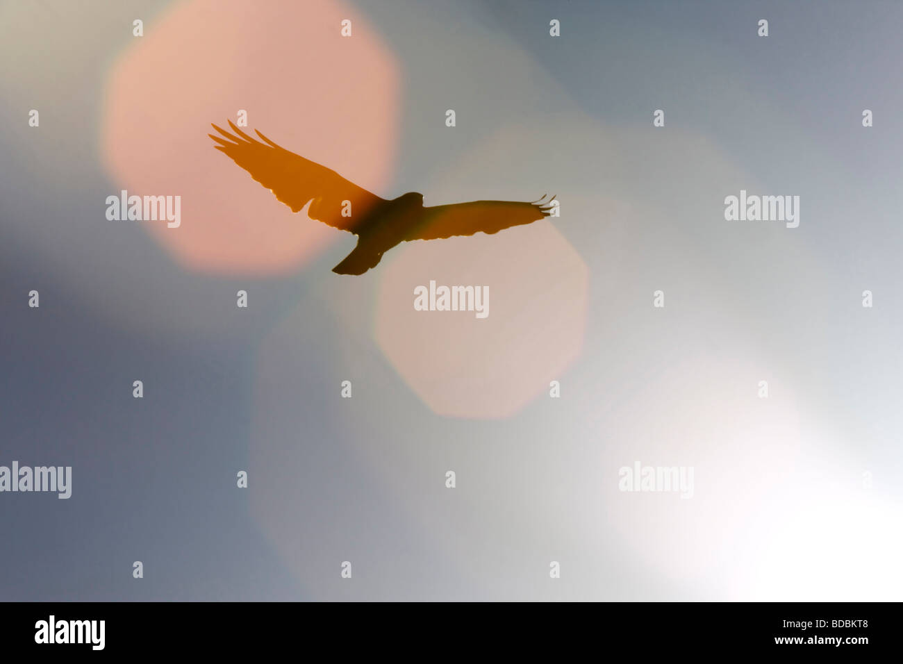 Silhouette of Hawk and Sun Canada Stock Photo - Alamy