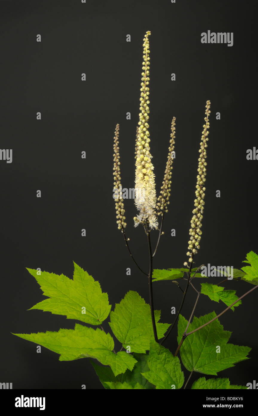 Black Cohosh, Squaw Root, Black Snakeroot (Cimifuga racemosa ...