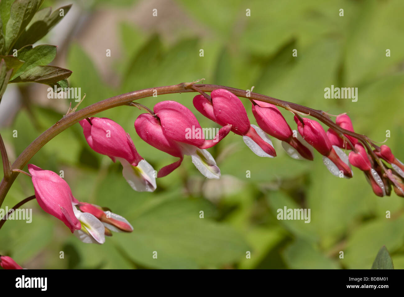 Pink Bell Flower Stock Photo - Alamy