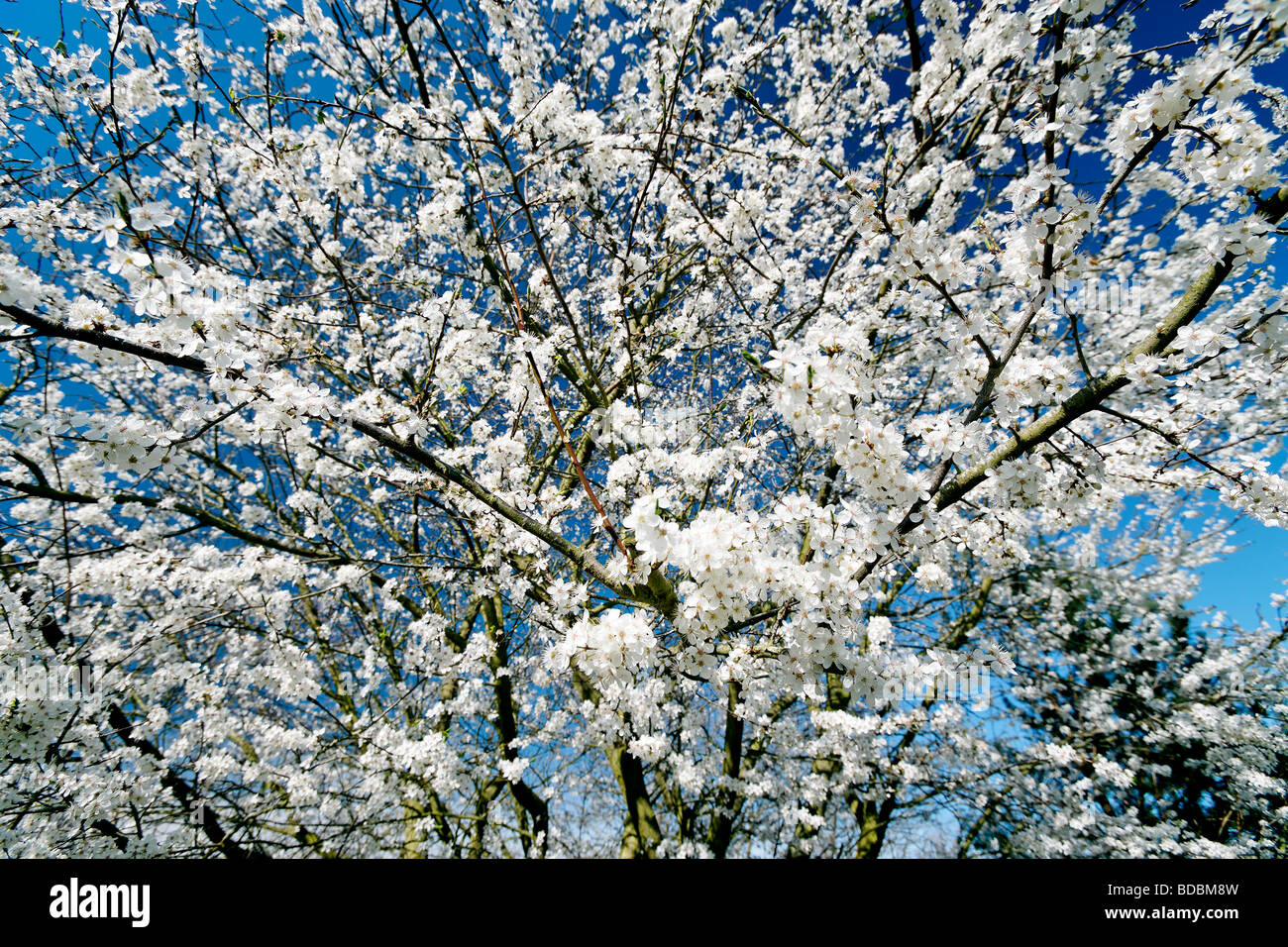 Damson Tree Blossom High Resolution Stock Photography and Images - Alamy