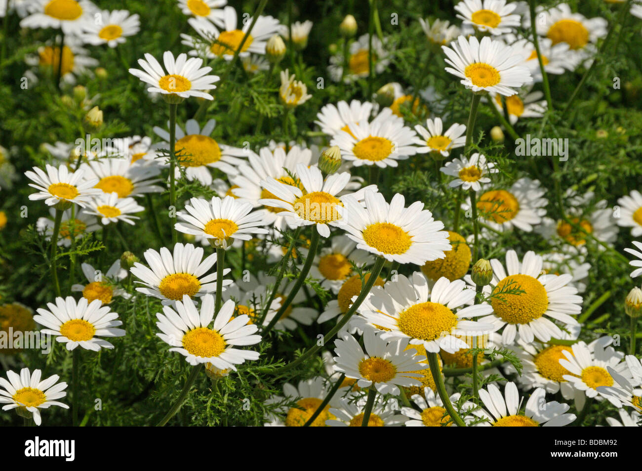 White Anacyclus, White Buttons (Anacyclus clavatus), flowering plants ...