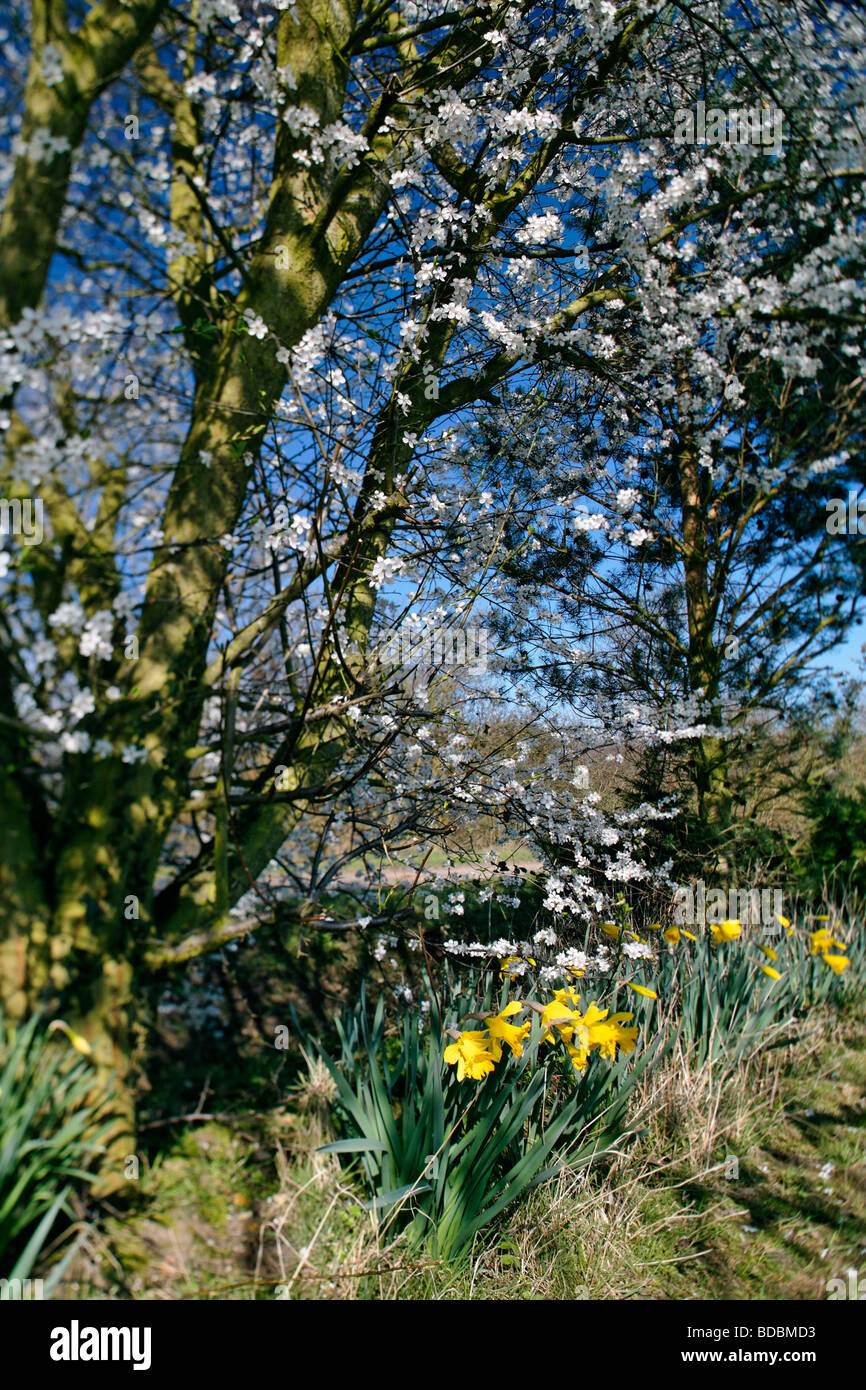 Damson plum tree hi-res stock photography and images - Alamy