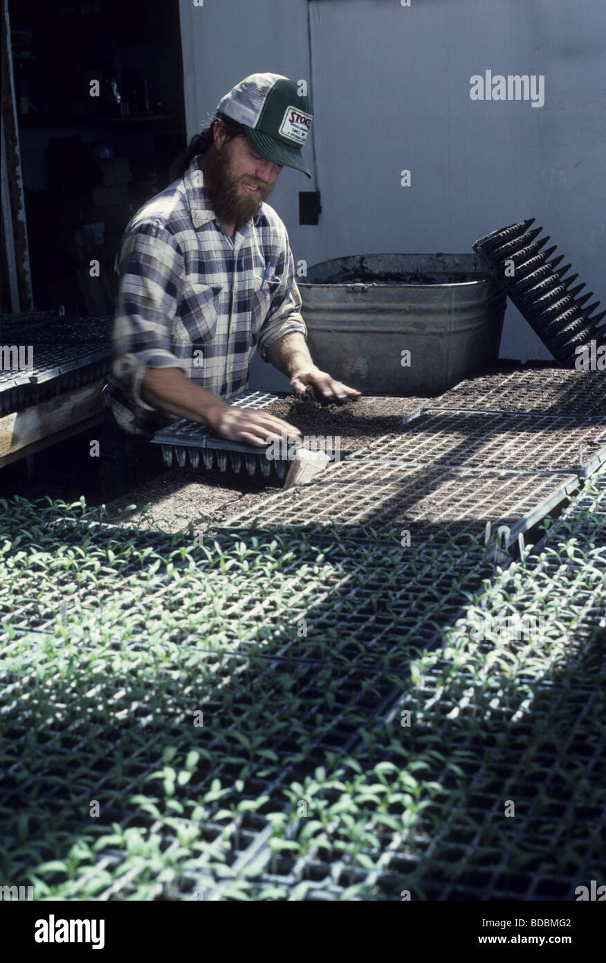 Tomato seedling trays hi-res stock photography and images - Alamy