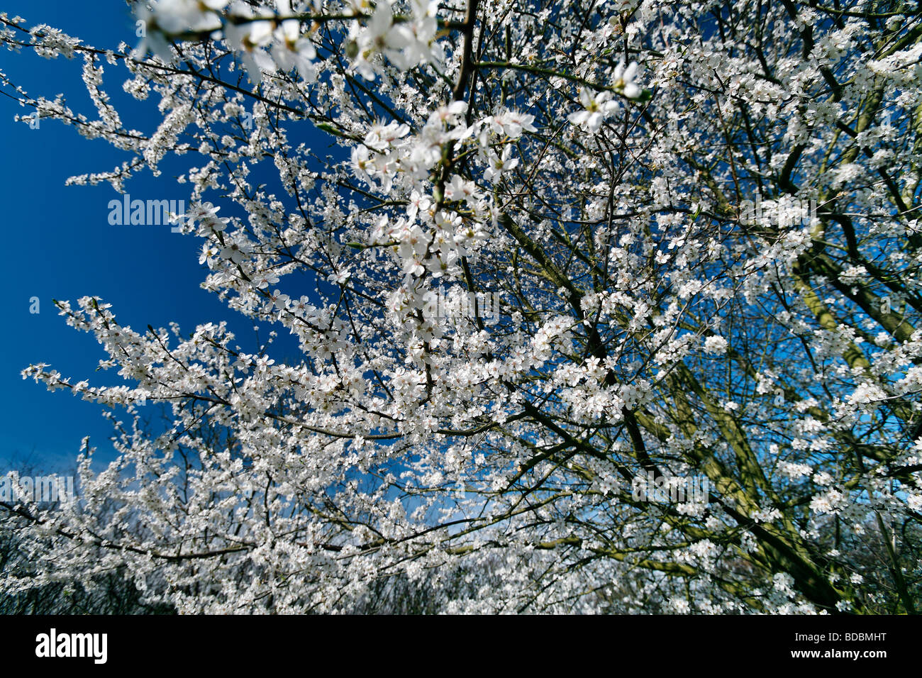 Damson Plum Blossom in Spring, UK Stock Photo - Alamy