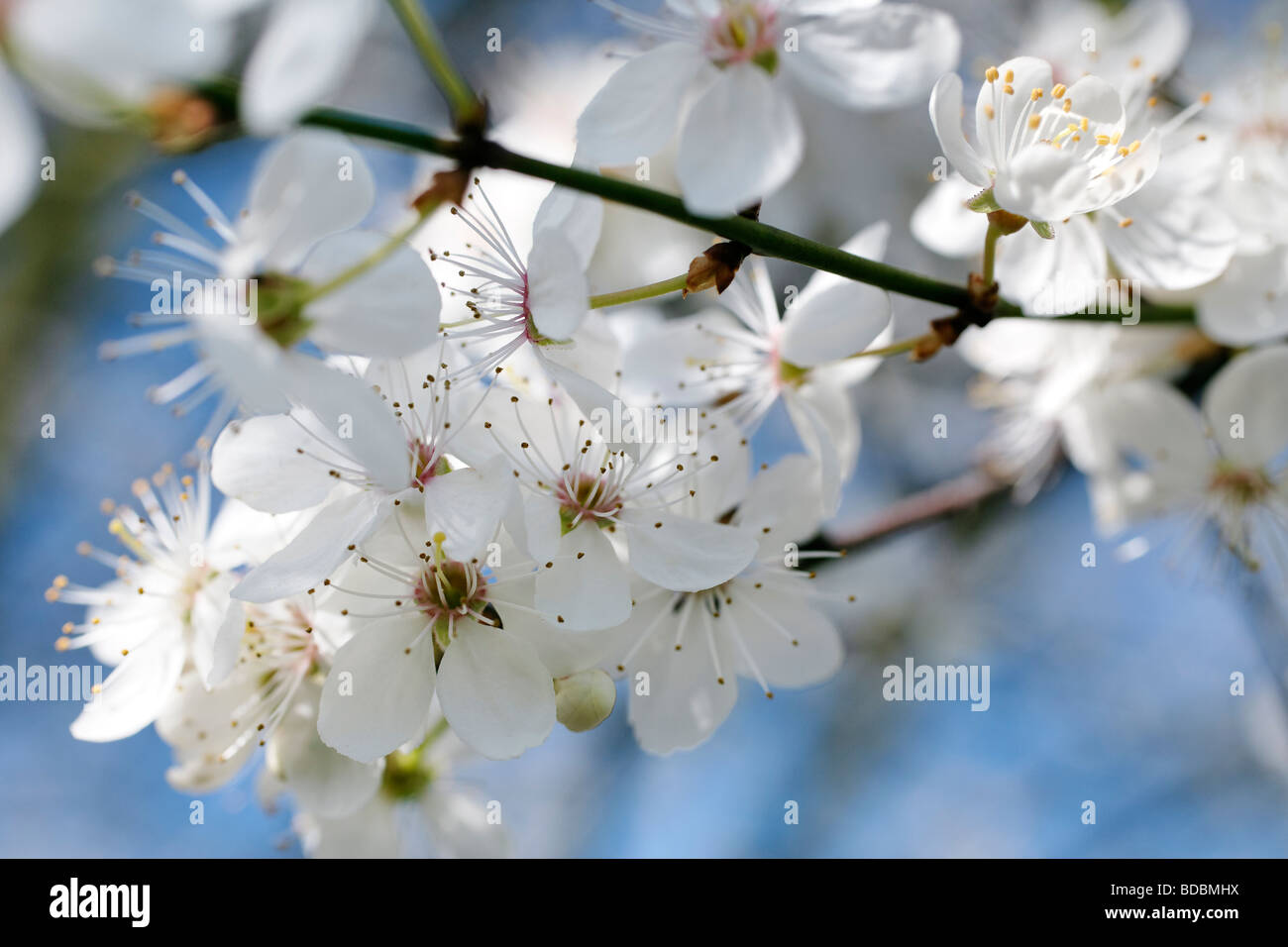Damson tree blossom hi-res stock photography and images - Alamy