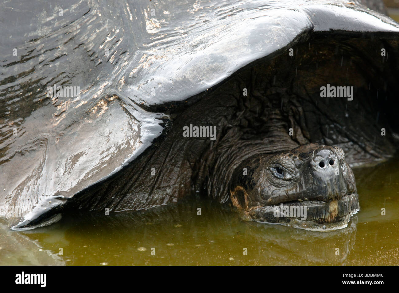 A Galápagos Giant Tortoise rests his head in the mud while bathing in a ...