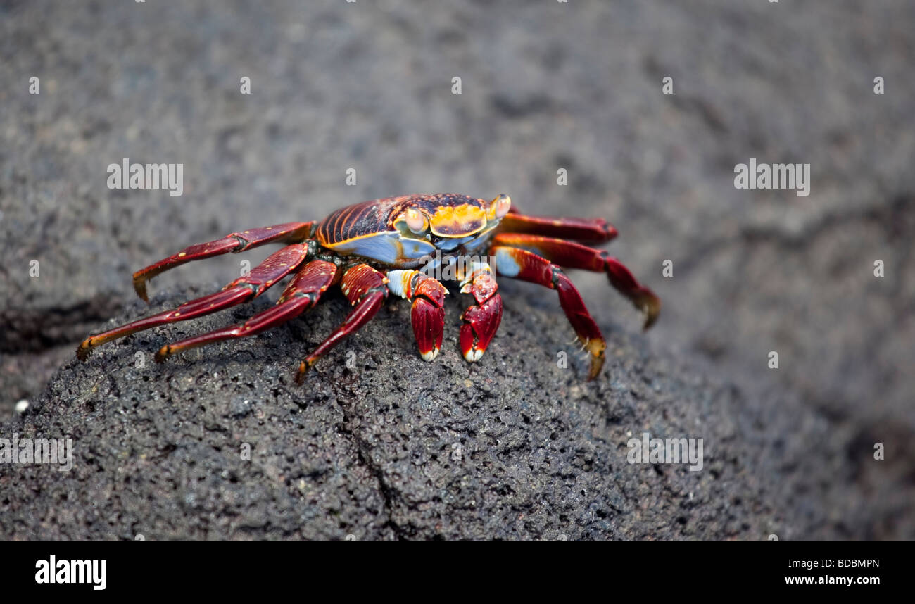 Sally colon hi-res stock photography and images - Alamy