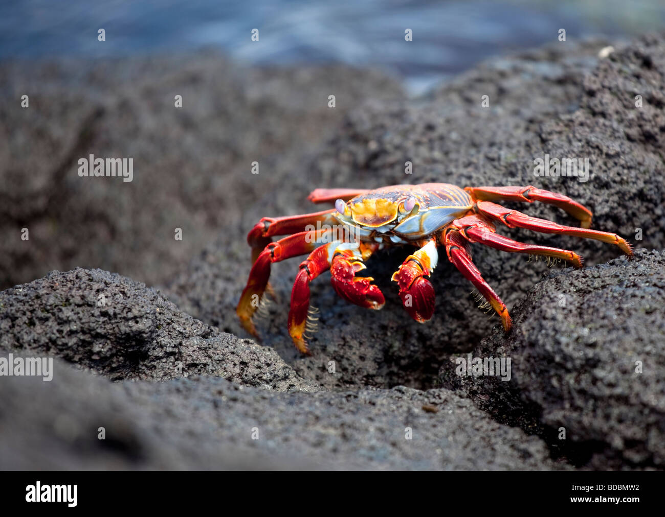 A Sally Lightfoot Crab walks along the volcanic shoreline of Fernandina ...
