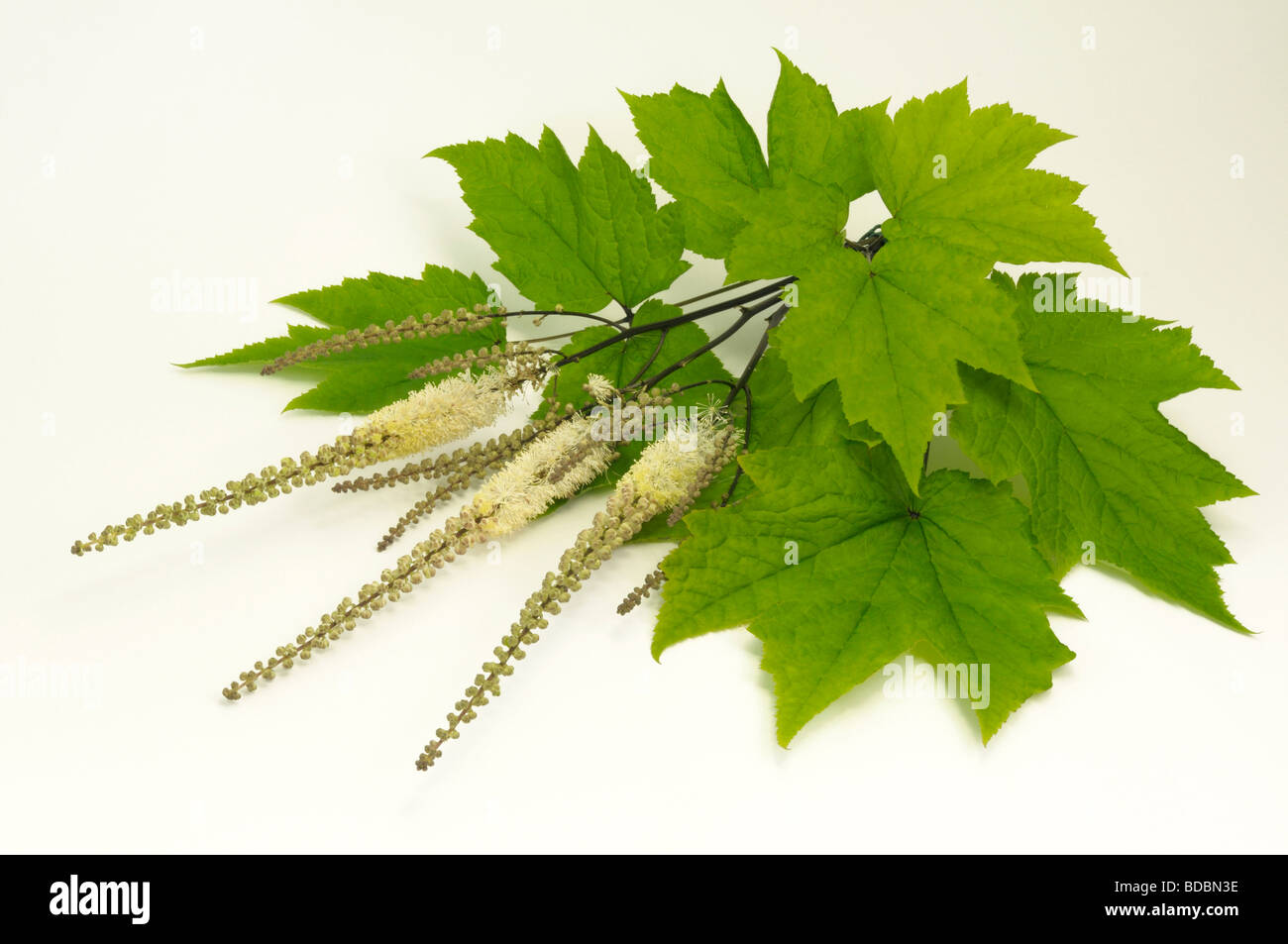 Black Cohosh, Squaw Root, Black Snakeroot (Cimifuga racemosa ...