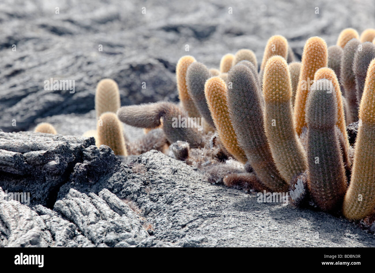 Lava galapagos plant plants hi-res stock photography and images - Alamy