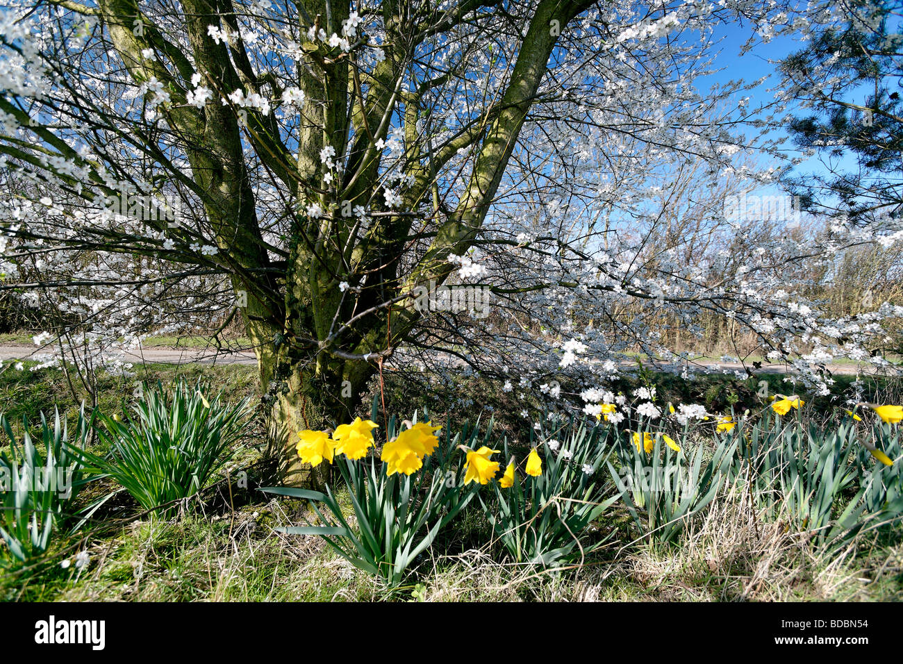 Damson plum tree hi-res stock photography and images - Alamy