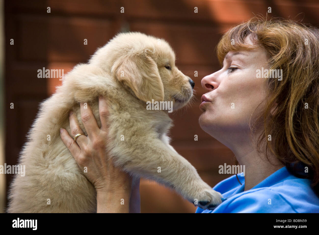 Middle aged woman holding six week old Golden Retriever puppy Stock ...