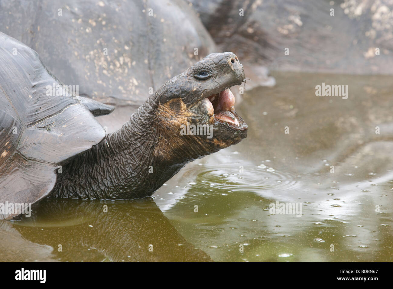 A Galápagos Giant Tortoise yawns while bathing in a pond in the ...