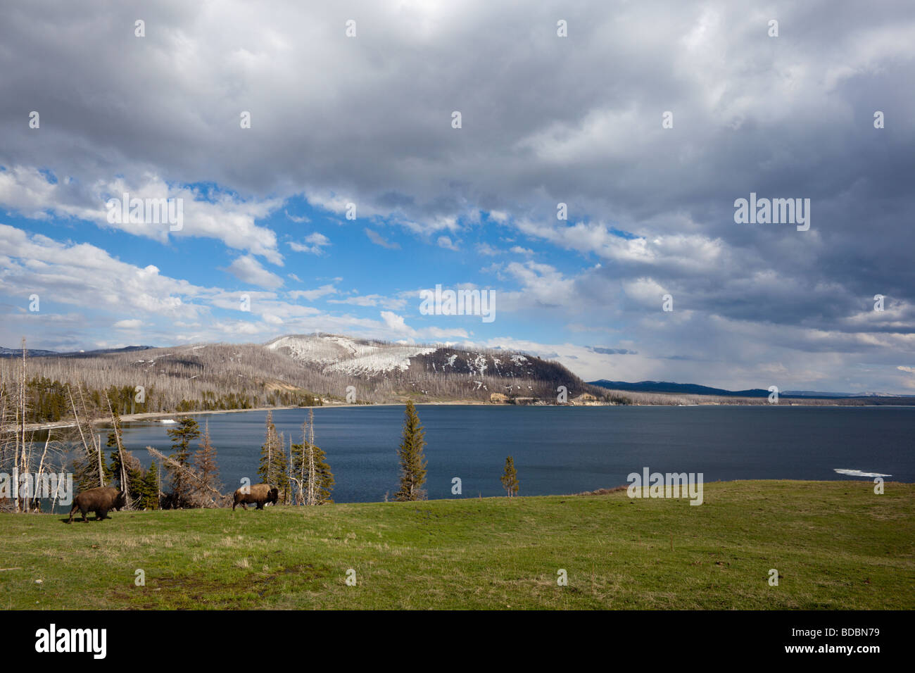Bison graze along yellowstone hi-res stock photography and images - Alamy