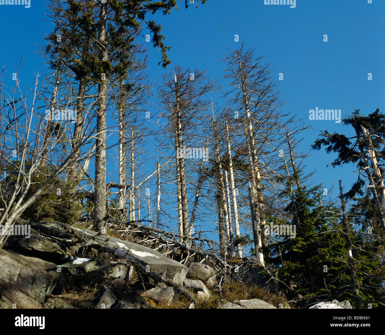 Dying coniferous forest hi-res stock photography and images - Alamy