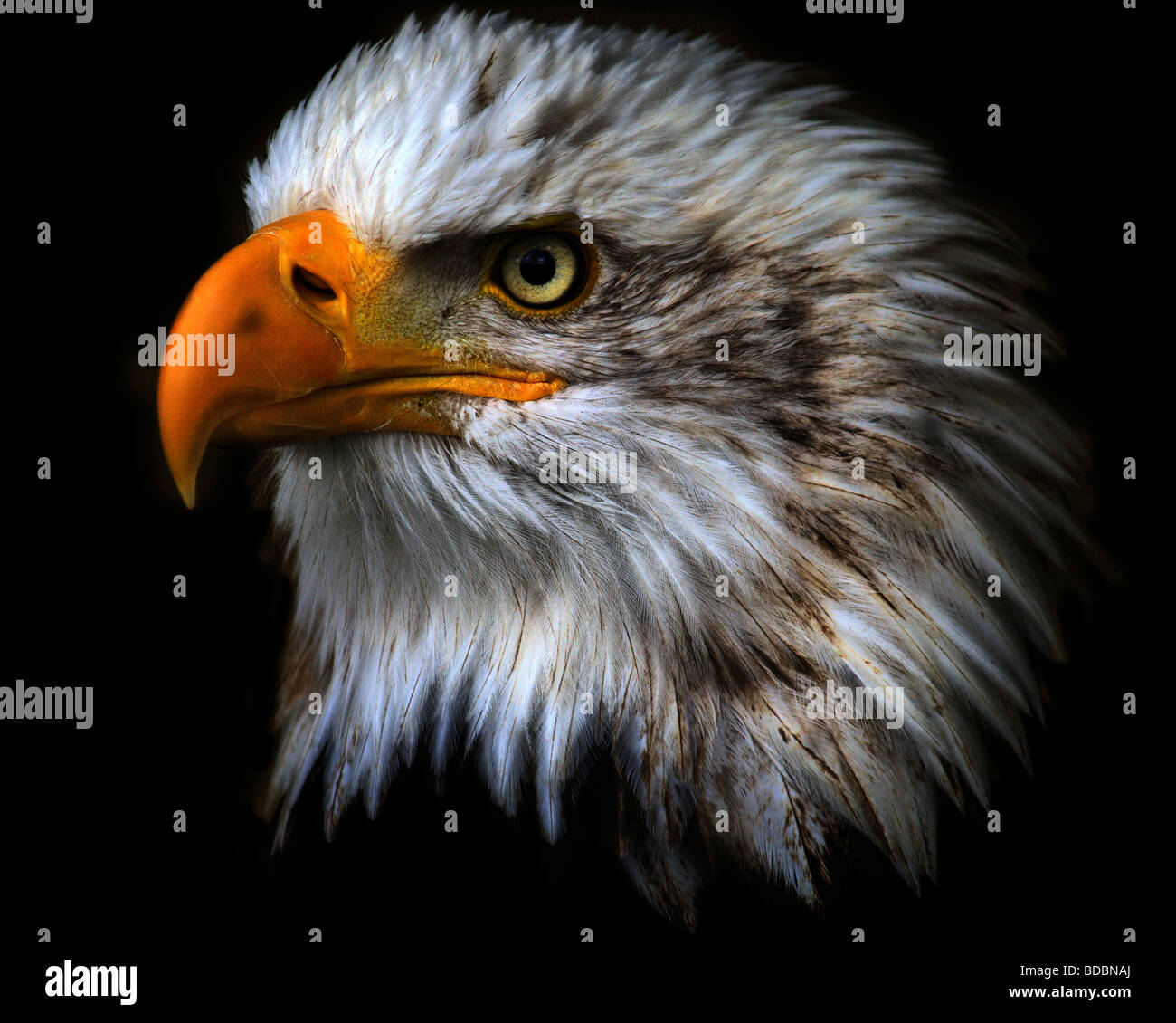 Birds head on a black background Stock Photo - Alamy